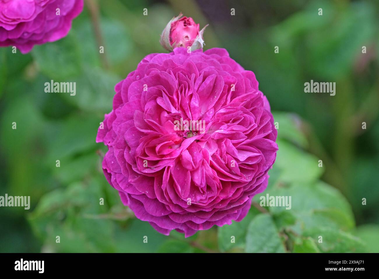 Rosa cardinal de richelieu hi-res stock photography and images - Alamy