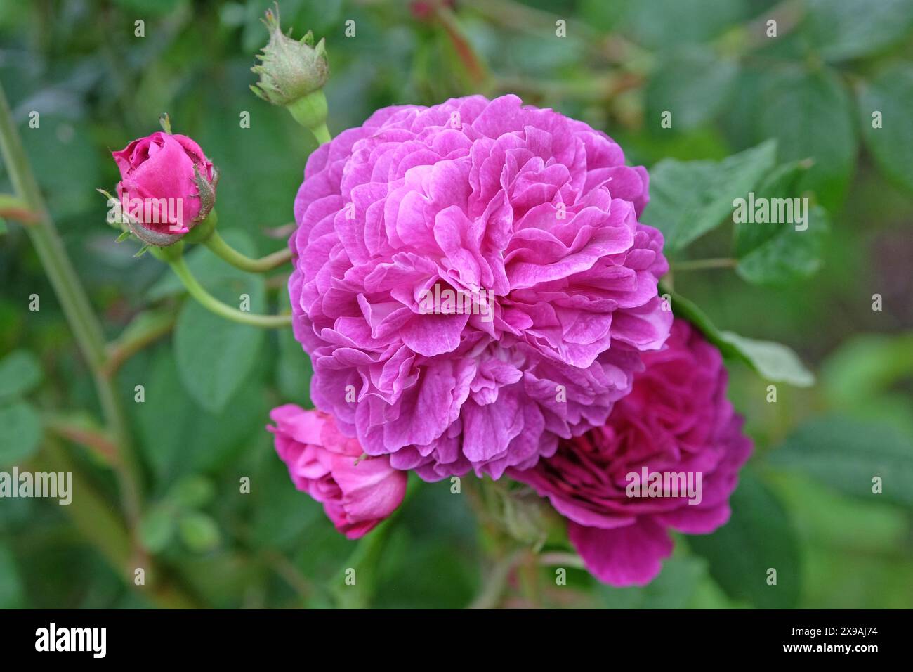 Rosa cardinal de richelieu hi-res stock photography and images - Alamy