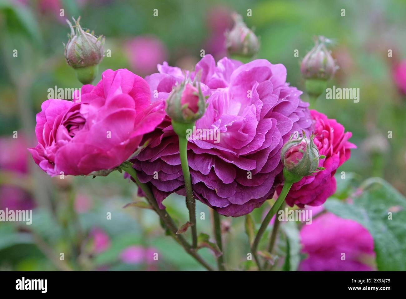 Rosa cardinal de richelieu hi-res stock photography and images - Alamy
