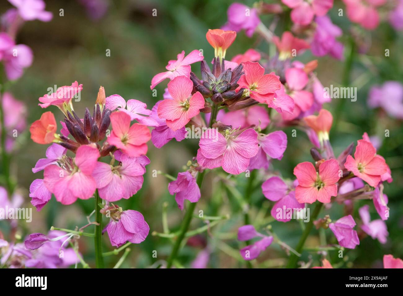 Pink and red Erysimum wallflower ‘Constant Cheer’ in flower Stock Photo ...