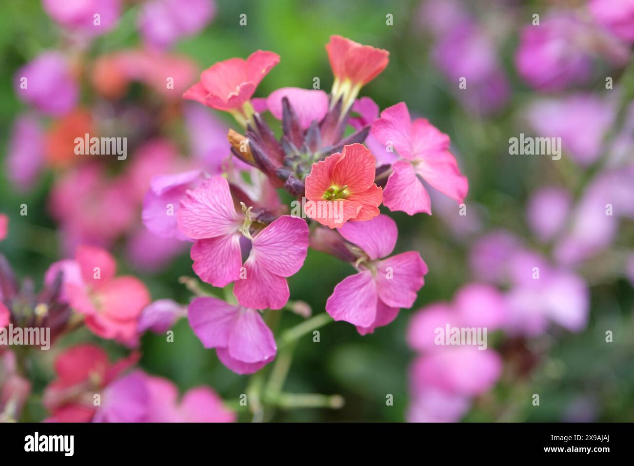 Wallflower constant cheer hi-res stock photography and images - Alamy