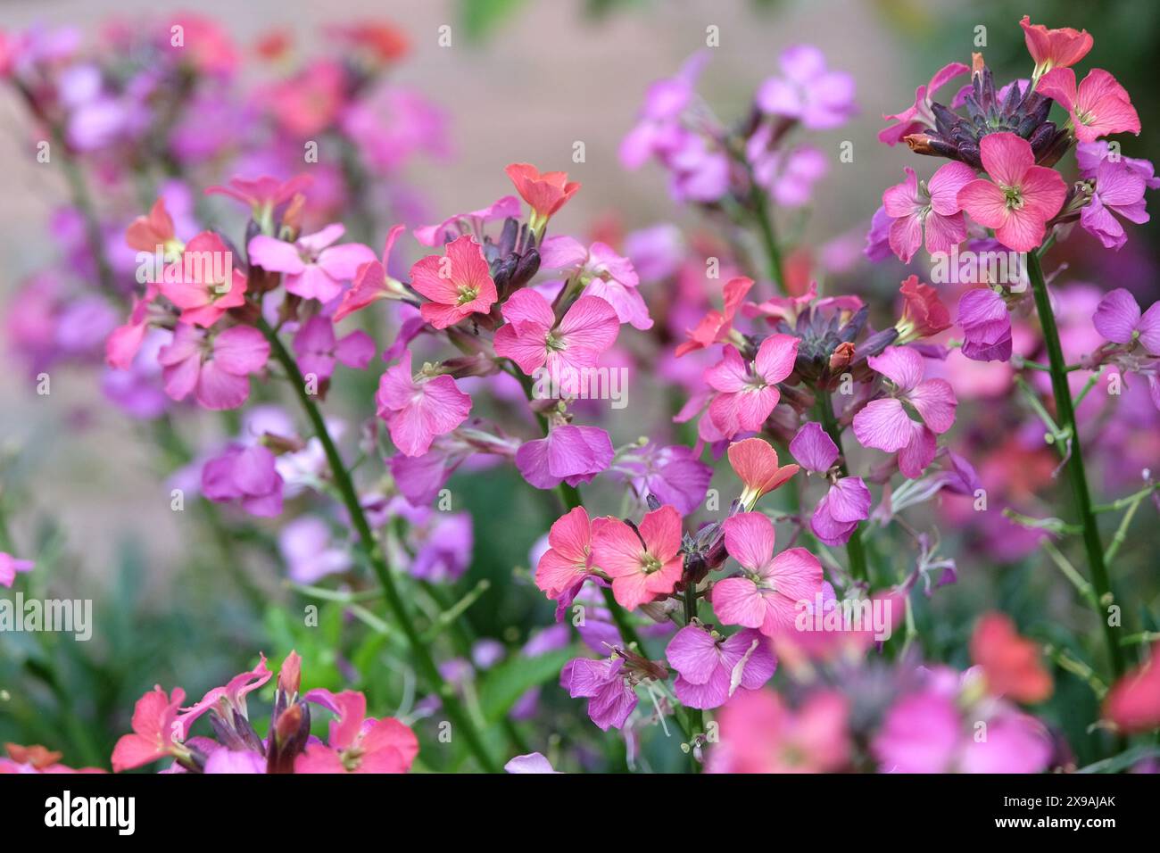 Constant cheer hi-res stock photography and images - Alamy