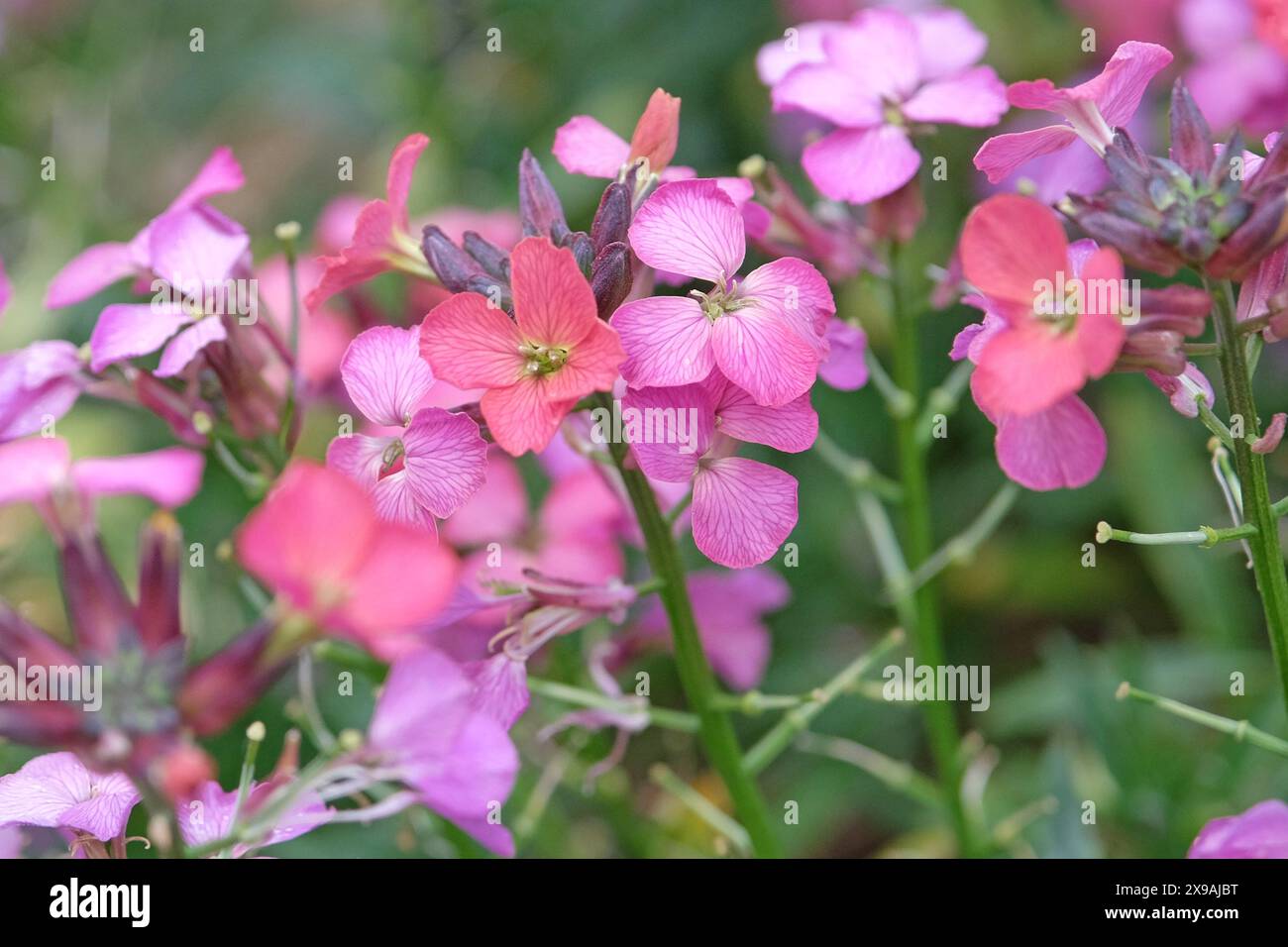 Pink and red Erysimum wallflower ‘Constant Cheer’ in flower Stock Photo ...