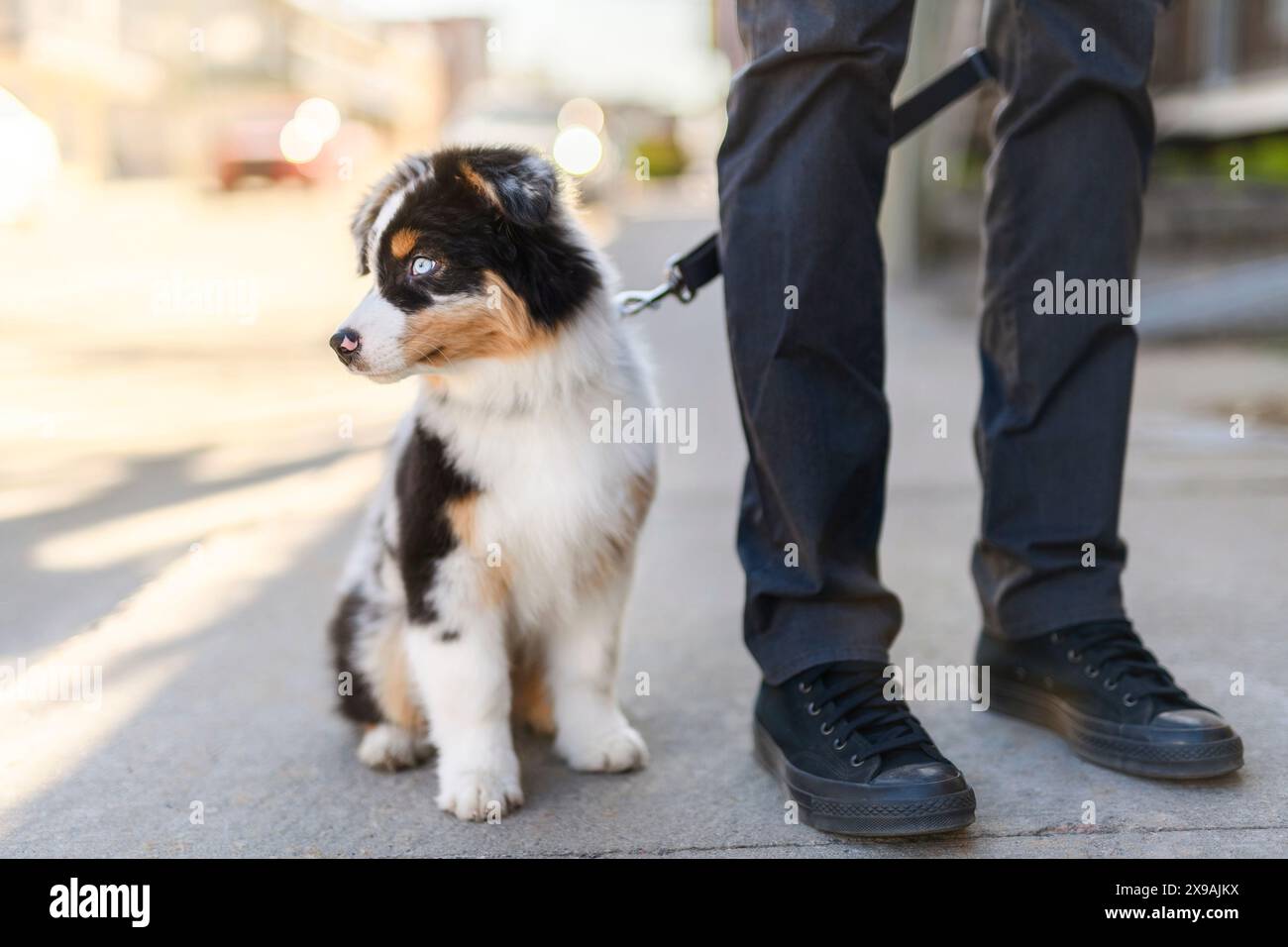 Little baby puppy Berger Australian in city background Stock Photo - Alamy