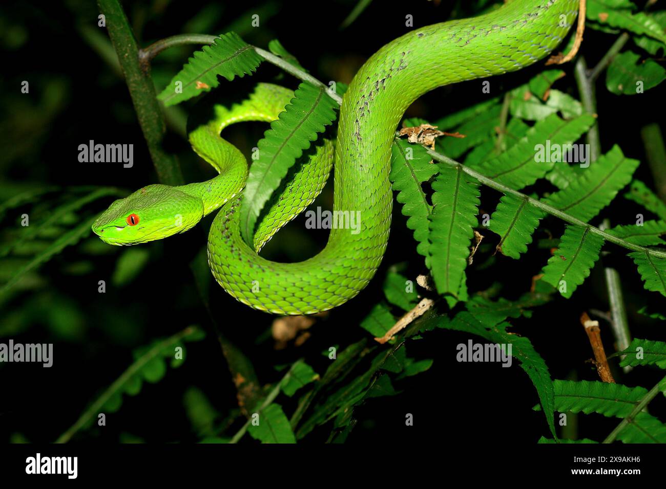 A close-up of a Chinese Green Tree Viper, showcasing its vibrant green ...