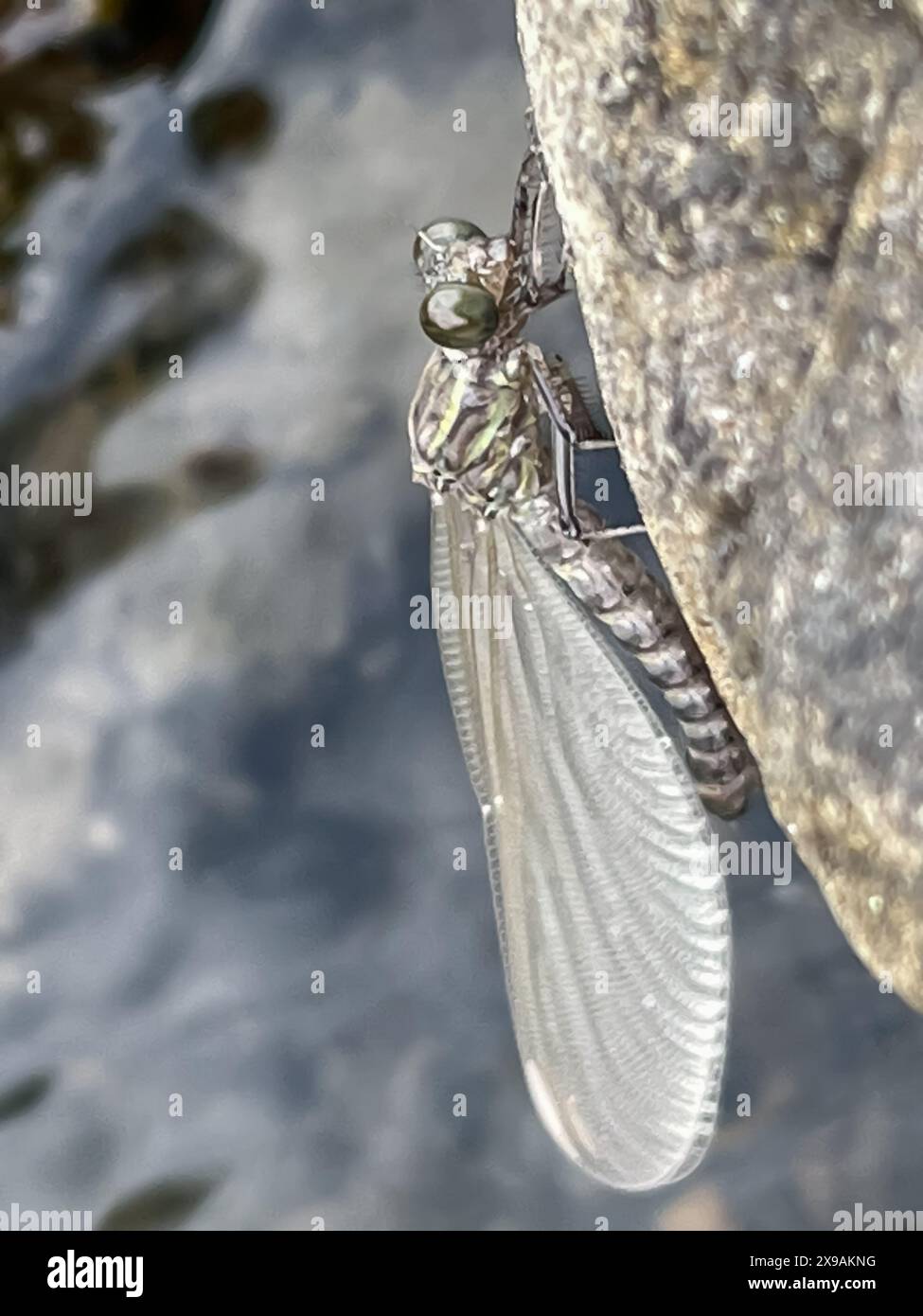 Dragonfly larvae hi-res stock photography and images - Alamy