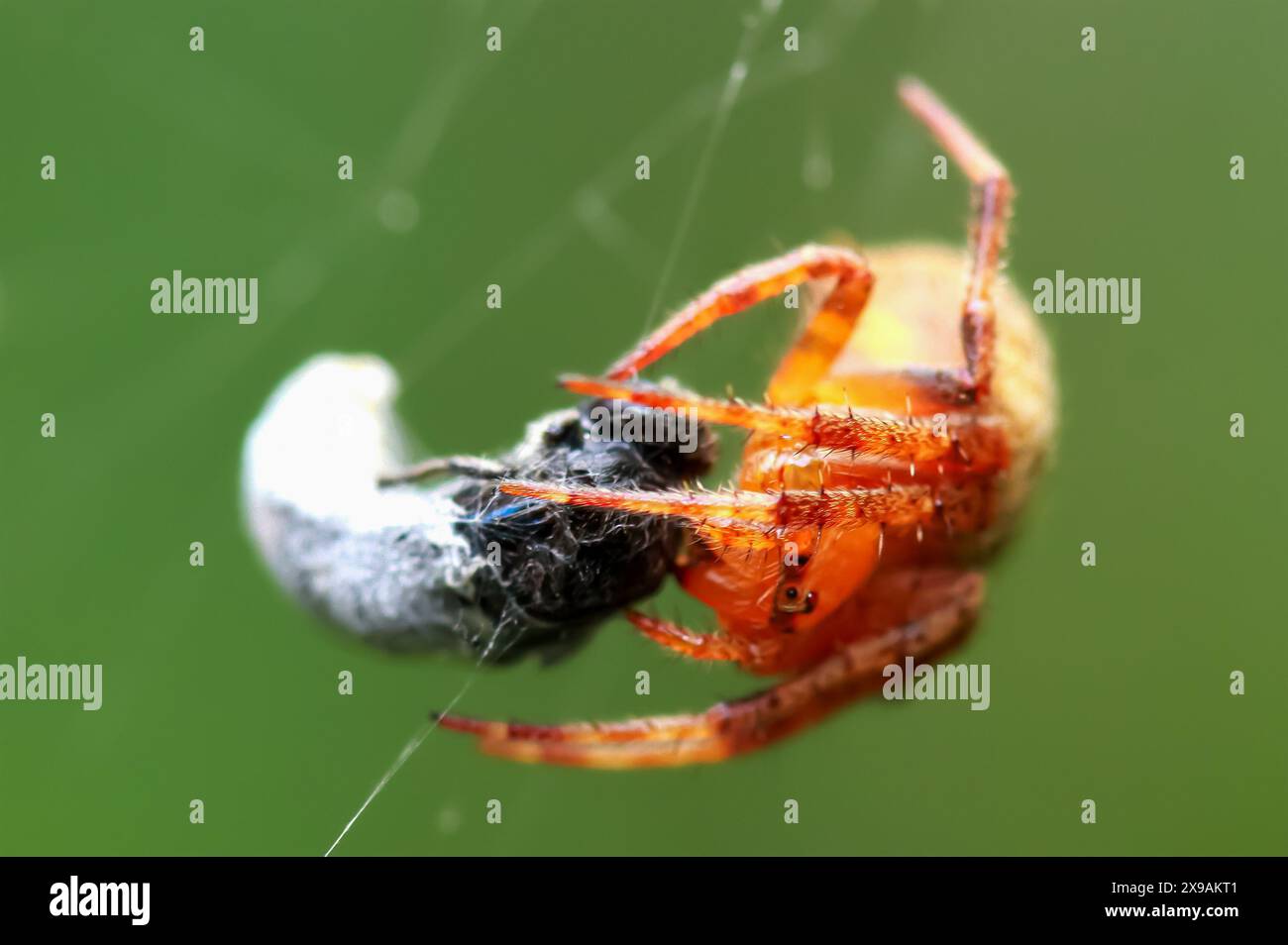 An orange-red spider devours its prey in its web; demonstrating the ...