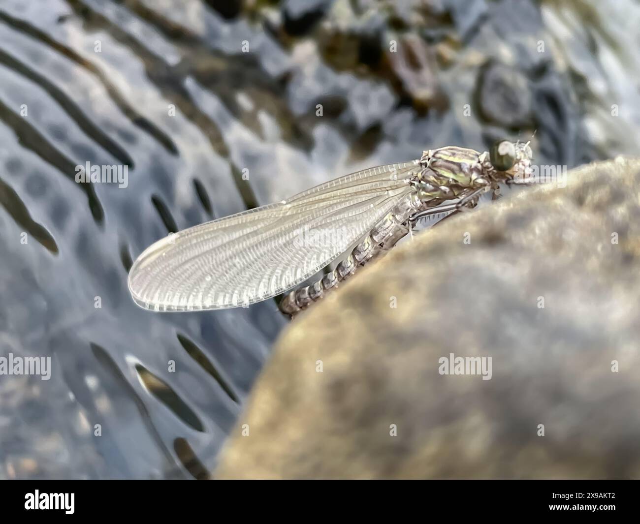 Dragonfly larvae hi-res stock photography and images - Alamy