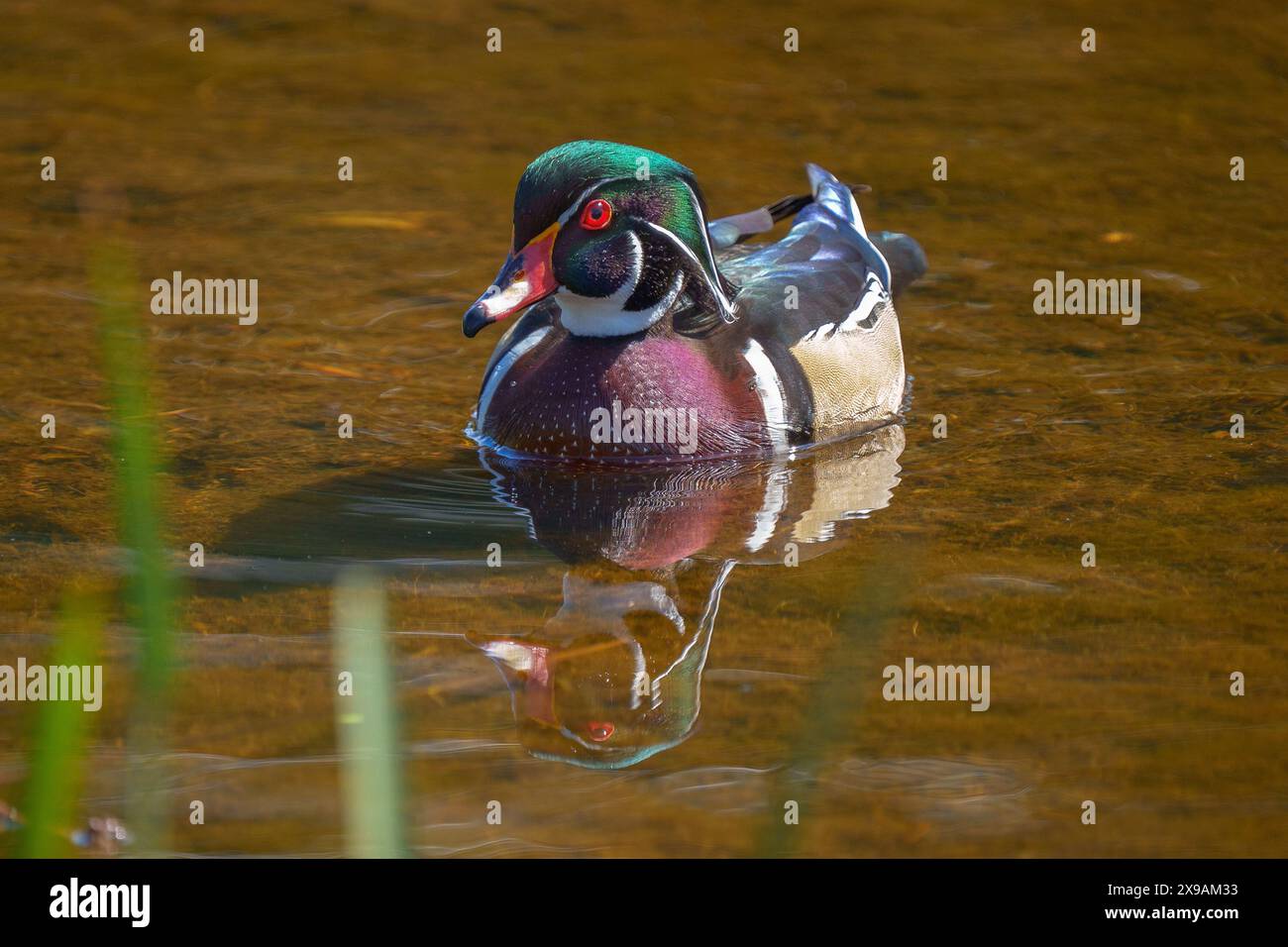 Woodduck male with Reflection Stock Photo - Alamy