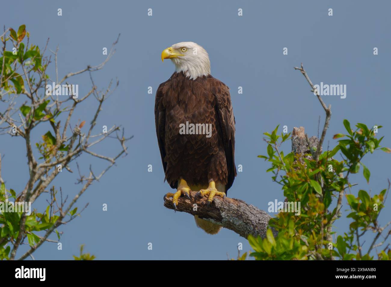 Bald Eagle Perched Stock Photo - Alamy
