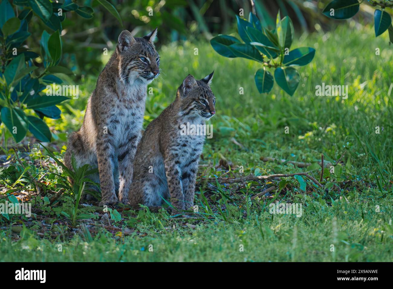Bobcat mother and kitten hunting Stock Photo - Alamy