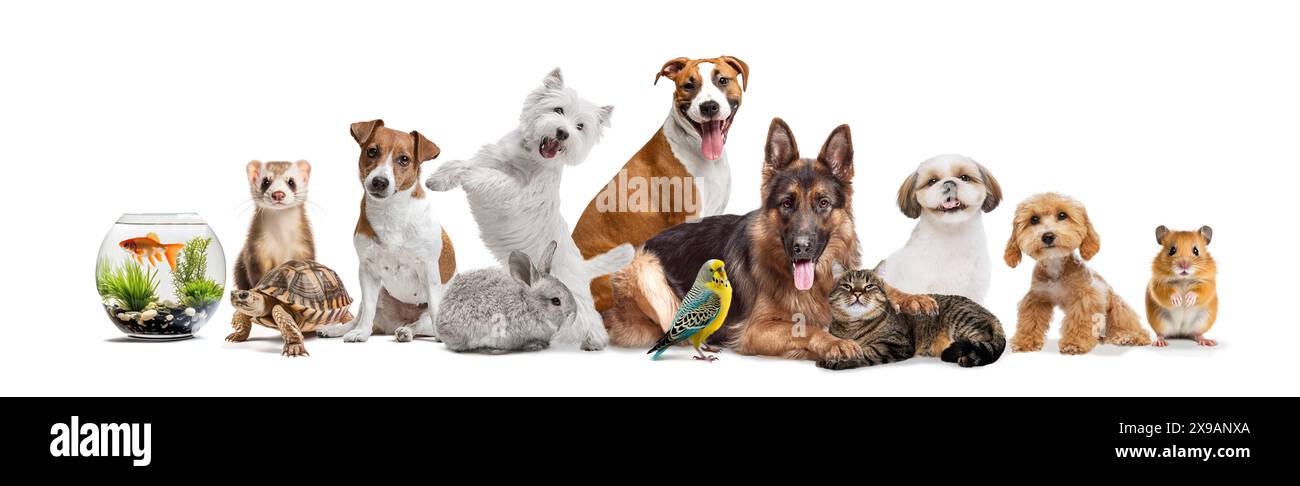 Collage. Pet animals ranging from fish in bowl to cheeky hamster ...