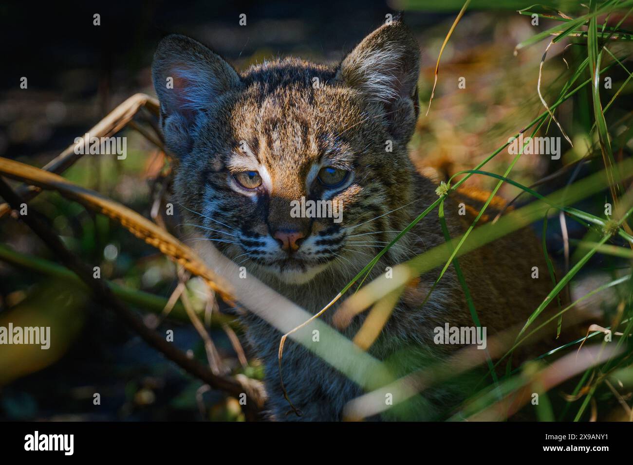 Bobcat cub in the grass Stock Photo - Alamy