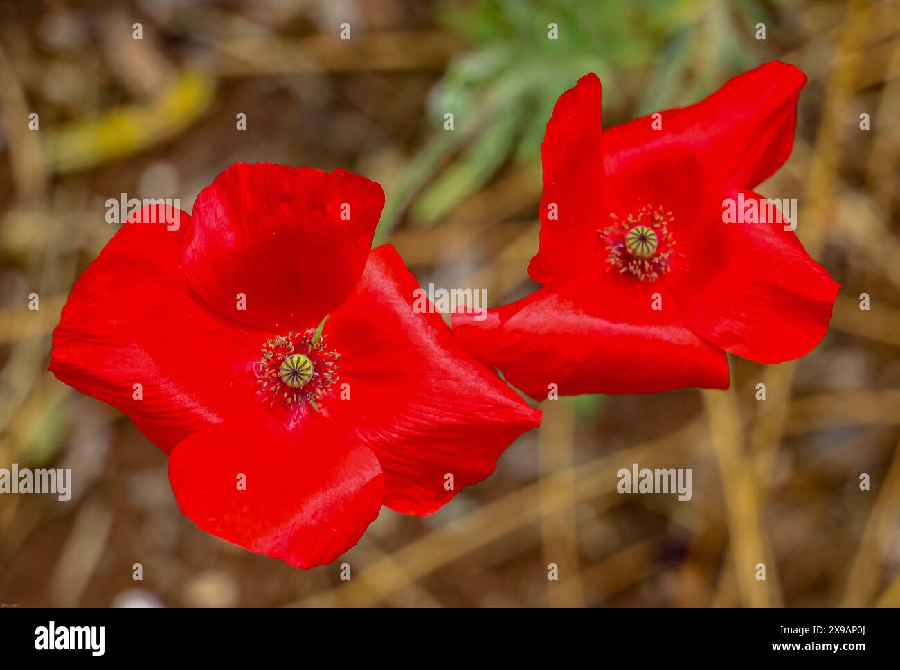 Poppy (Papaver rhoeas) is an annual plant species from the poppy family ...
