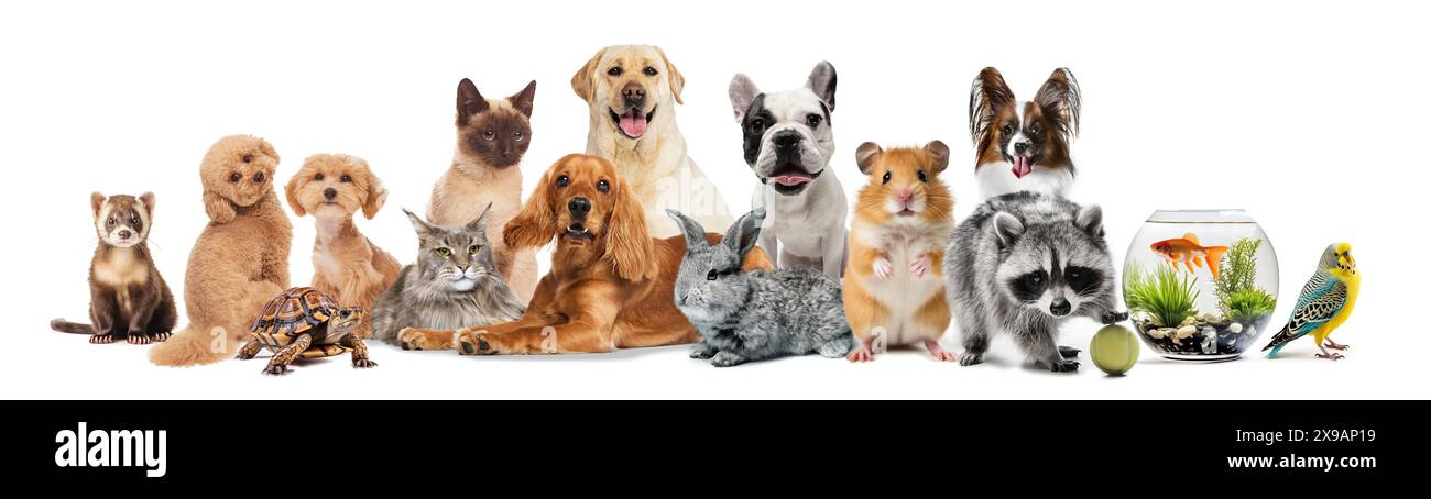 Collage with different animals, including fish, hamster, rabbit, cat ...