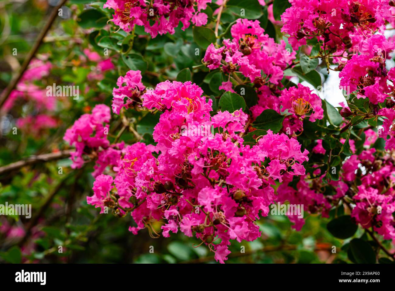 Largerstroemia hi-res stock photography and images - Alamy