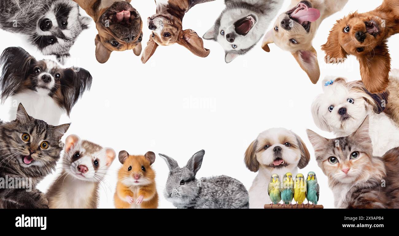 Collage. Funny muzzles. Adorable pets looking in camera dog's, hamster ...