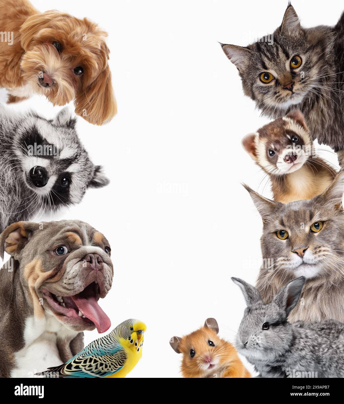 Collage. Adorable pets looking in camera purebred dogs, hamster, cat ...