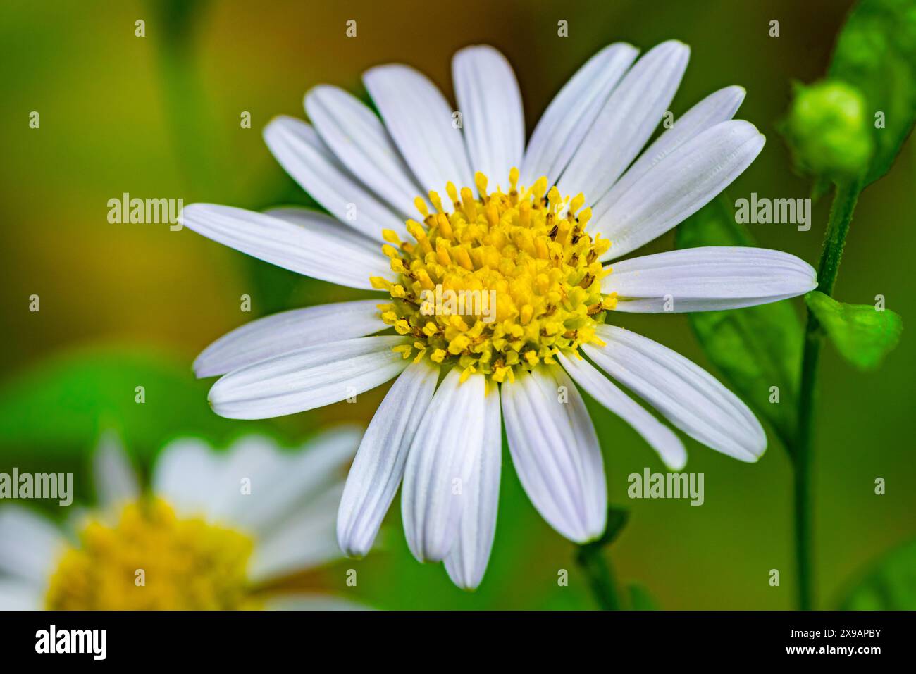 Closeup view of blooming single white Aster flower, white health aster ...