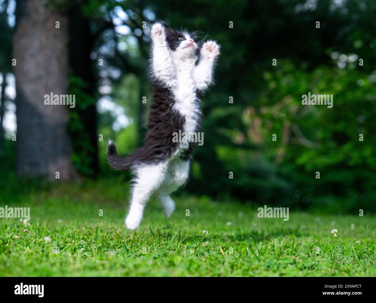 Cute baby black and white long haired kitten jumping and playing in a ...