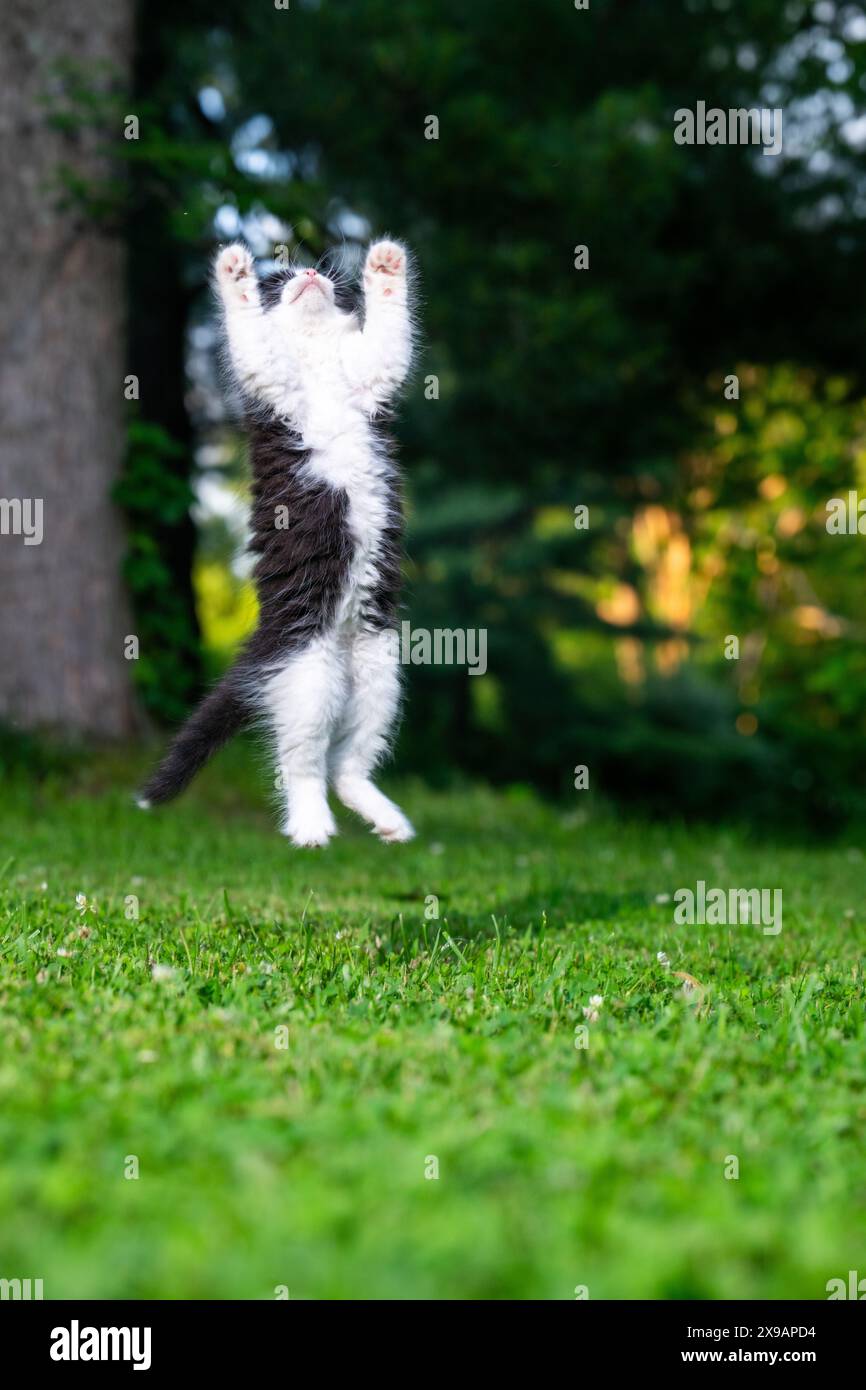 Cute baby black and white long haired kitten jumping and playing in a ...