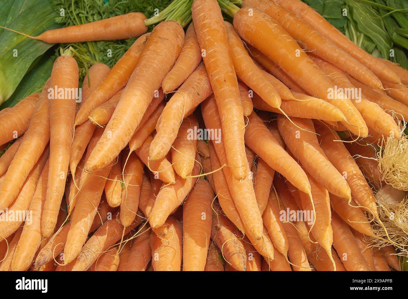 Organic carrots in their natural state, an image that highlights the ...