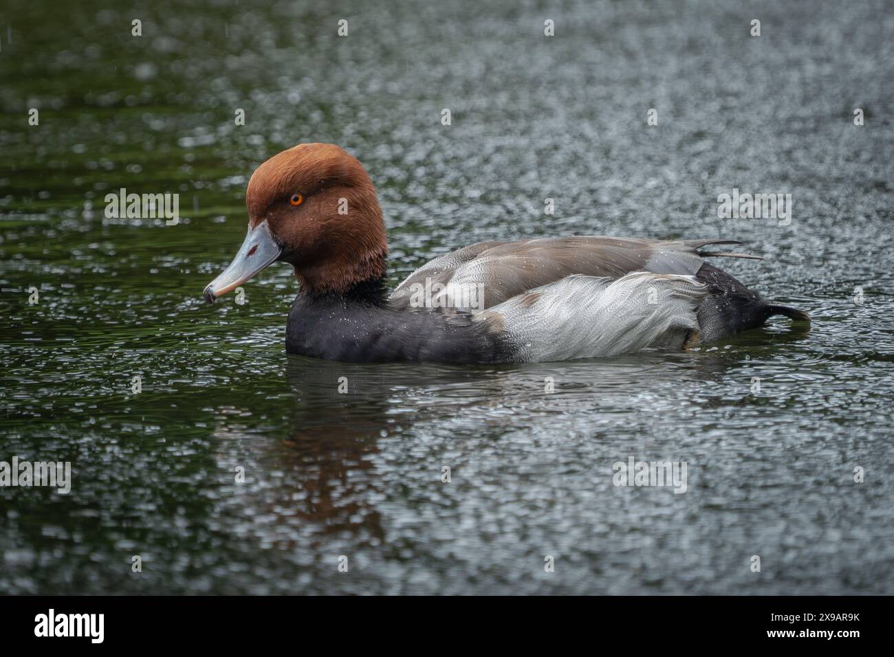 Feet redhead hi-res stock photography and images - Alamy