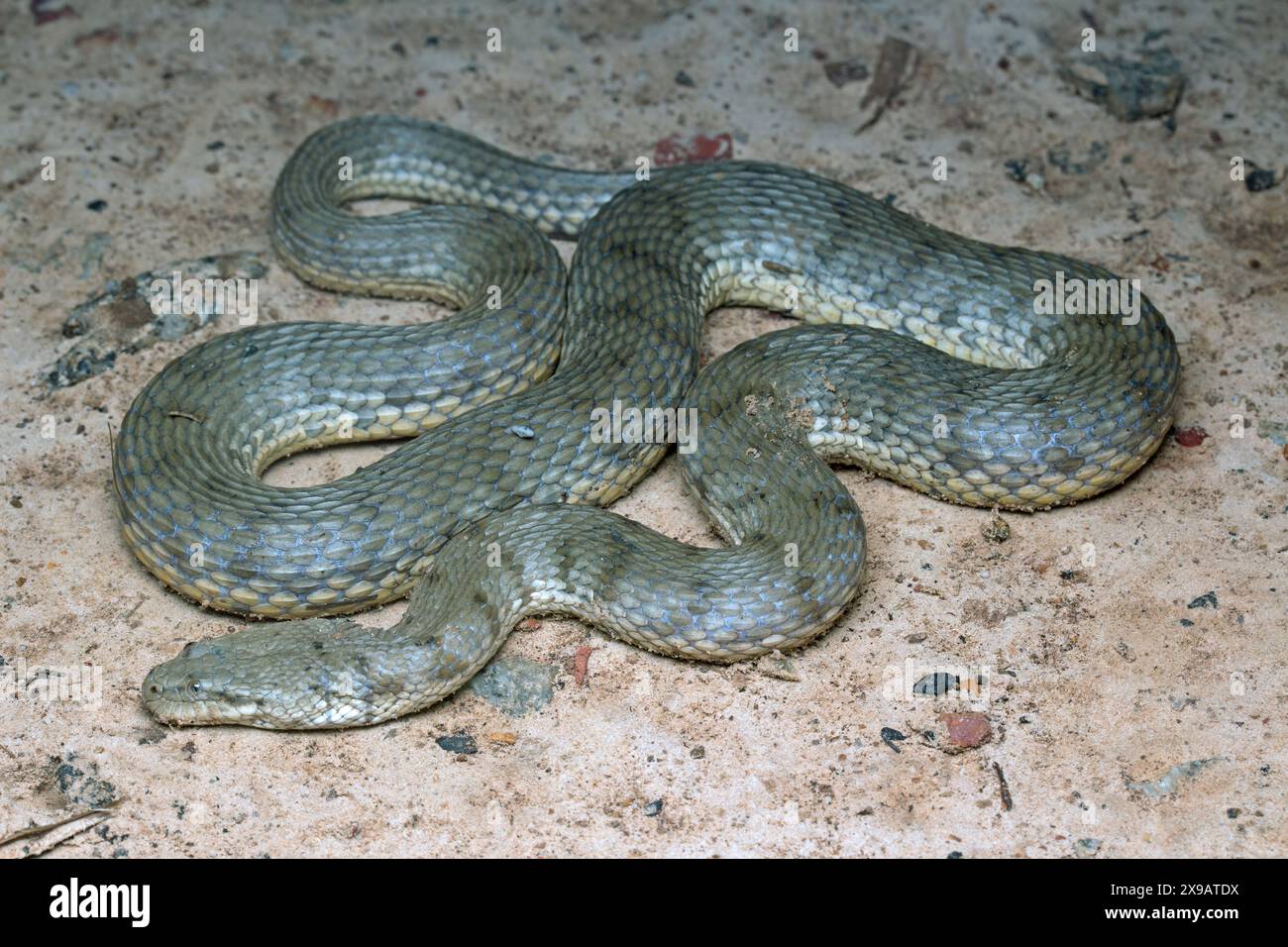 Dog-faced Water Snake (Cerberus schneiderii Stock Photo - Alamy