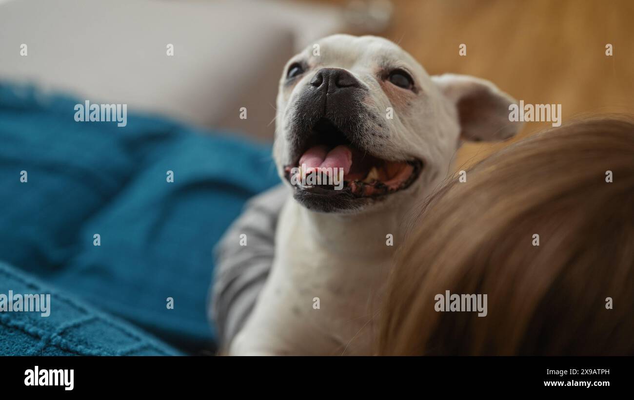 A young blonde woman cuddles a happy canine indoors on the couch in a ...