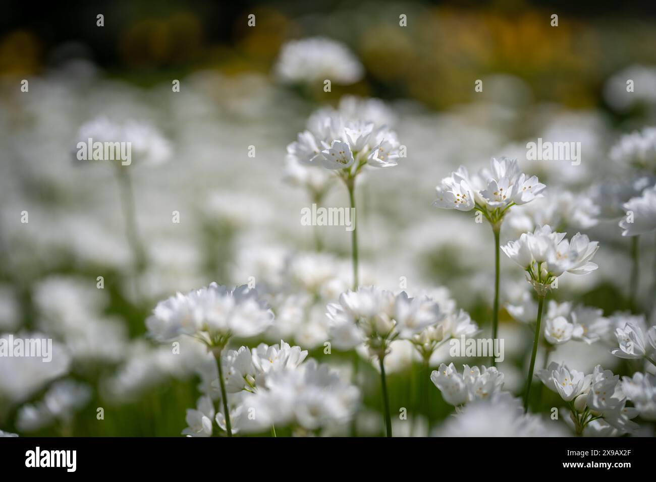 Decorative onion bloom. Flowers of wild Allium zebdanence in spring ...