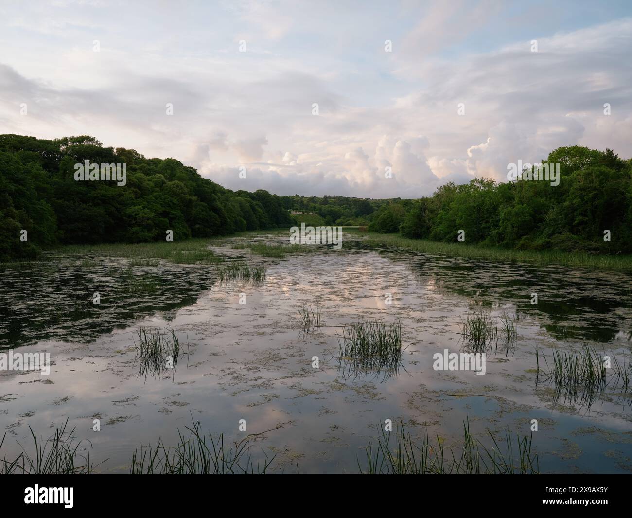 Stackpole estate fish pond hi-res stock photography and images - Alamy