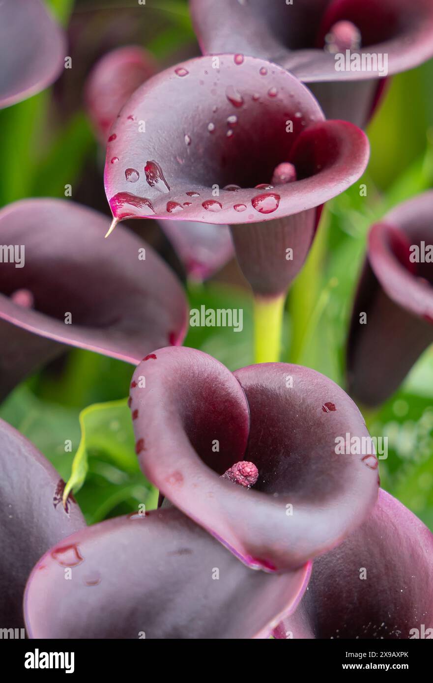 Callas, mini-eggplant, Plum, Purple, wedding bouquets, bruise easily ...