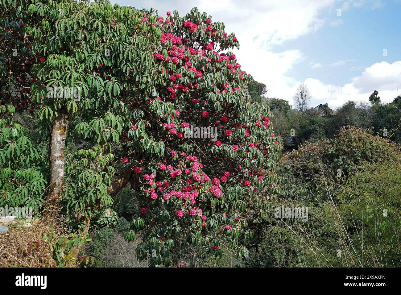 Natural landscape of blooming Rhododendron(Azalea) plant- one of the ...