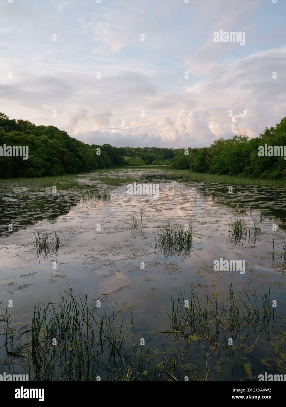The summer evening lake landscape of the Fish Pond Stackpole Estate ...