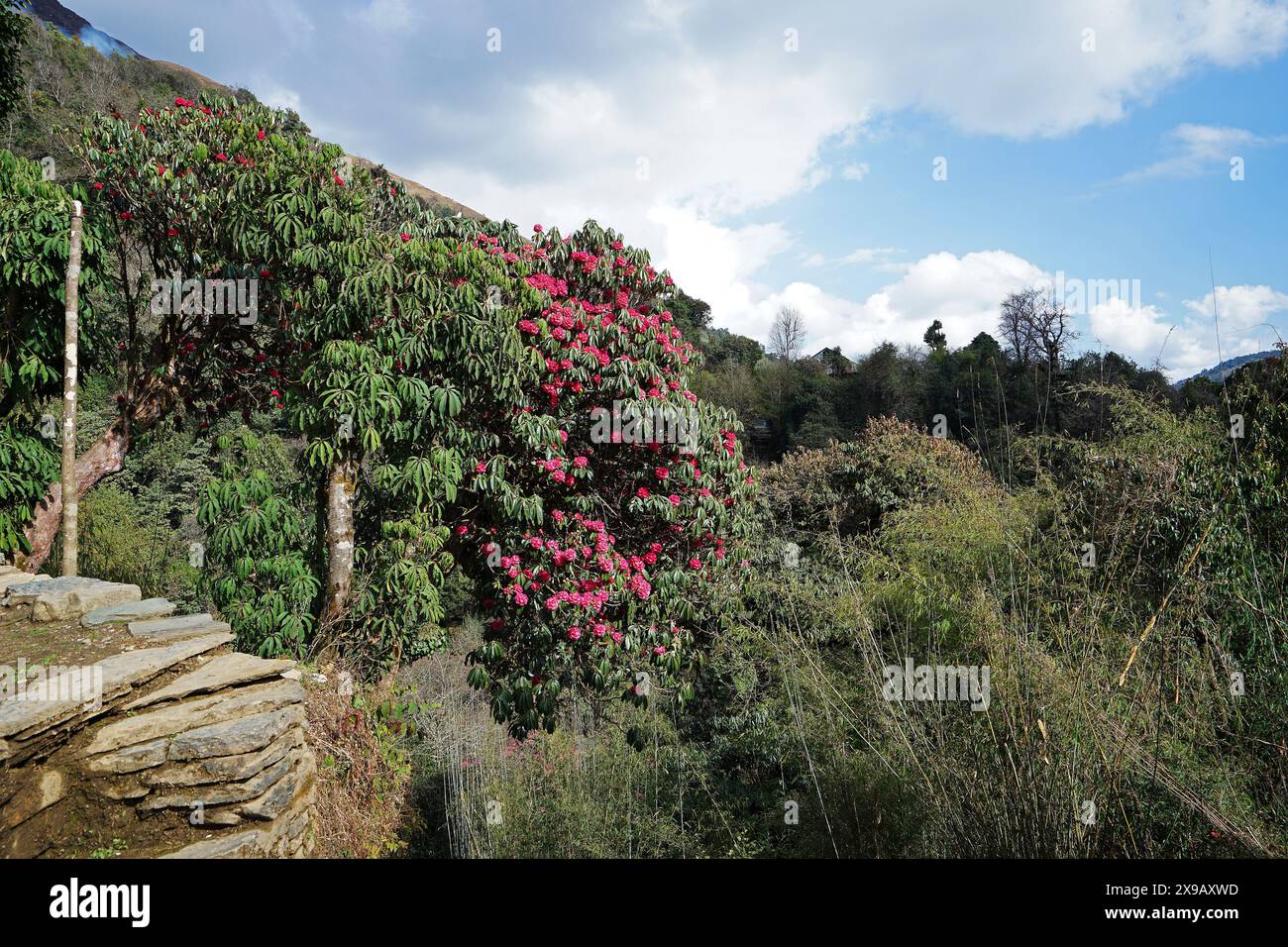 Natural landscape of blooming Rhododendron(Azalea) plant- one of the ...