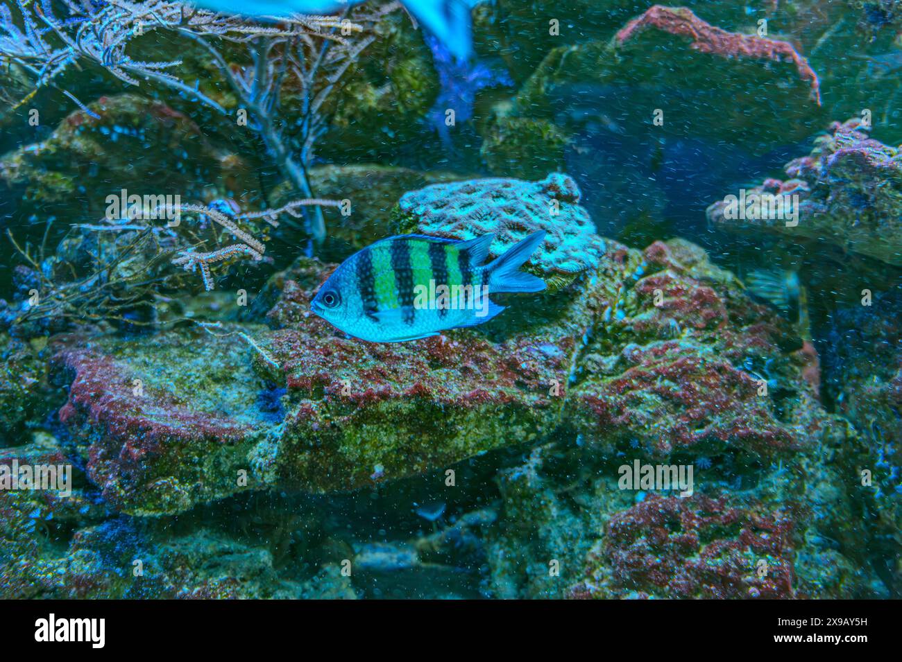 Colorful angelfish swimming gracefully in a vibrant coral reef Stock ...