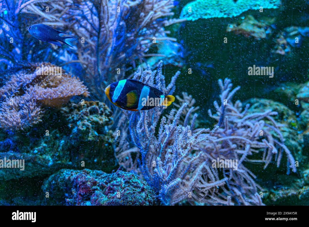 A cute Clark's anemonefish yellowtail clownfish swimming in marine ...