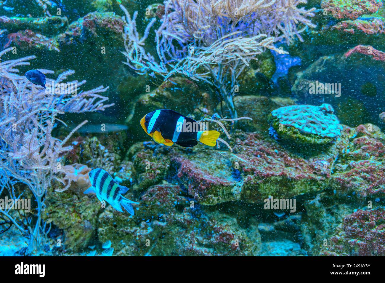 A cute Clark's anemonefish yellowtail clownfish swimming in marine ...