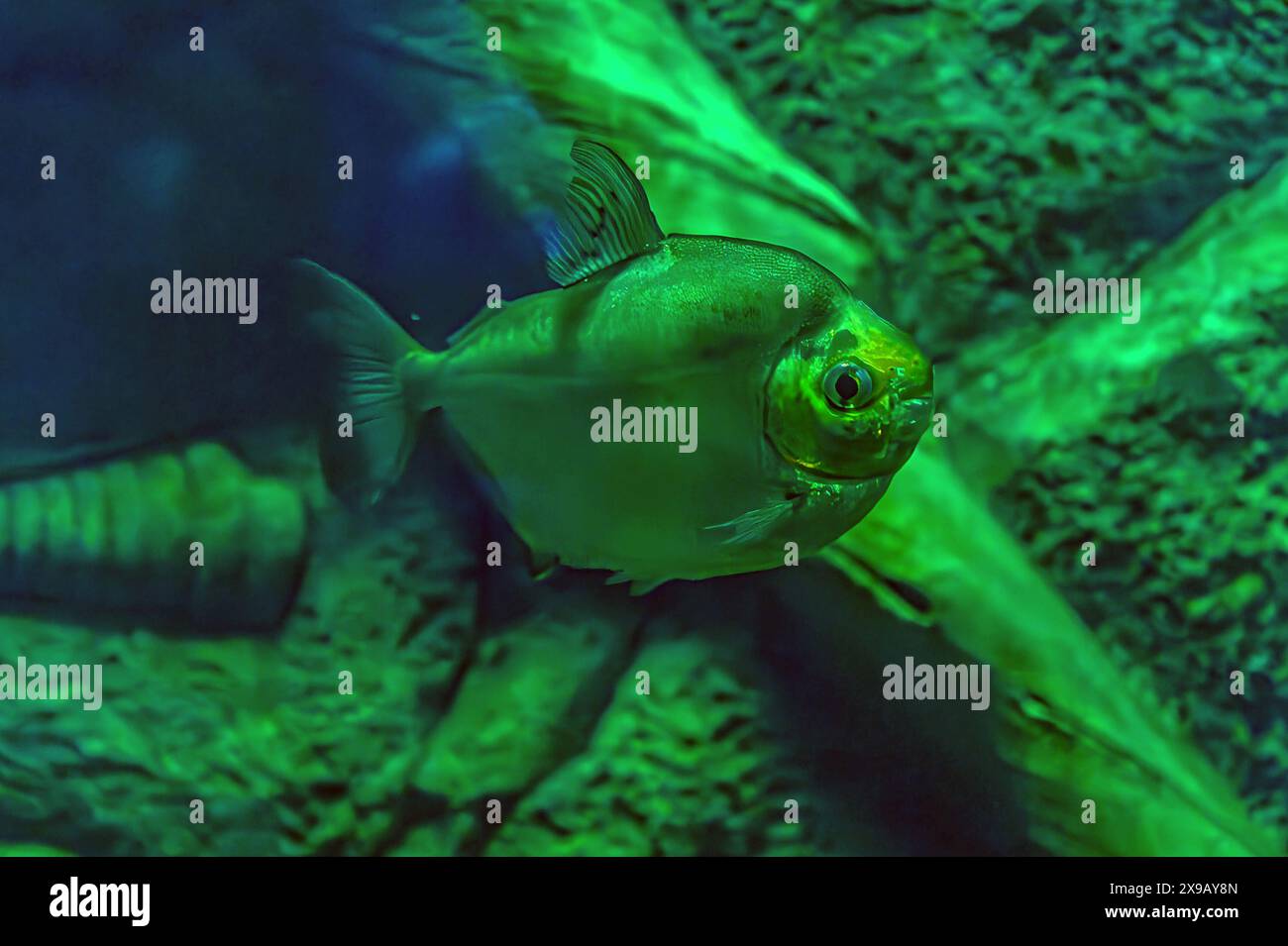 Red-bellied piranha. A swarm of piranha fish. Relatively dangerous ...