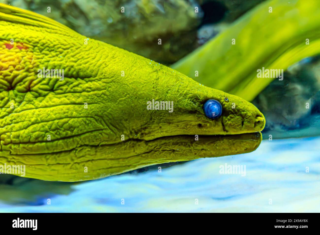 Moray eel portrait in the underwater. Underwater moray eel. Moray eel ...