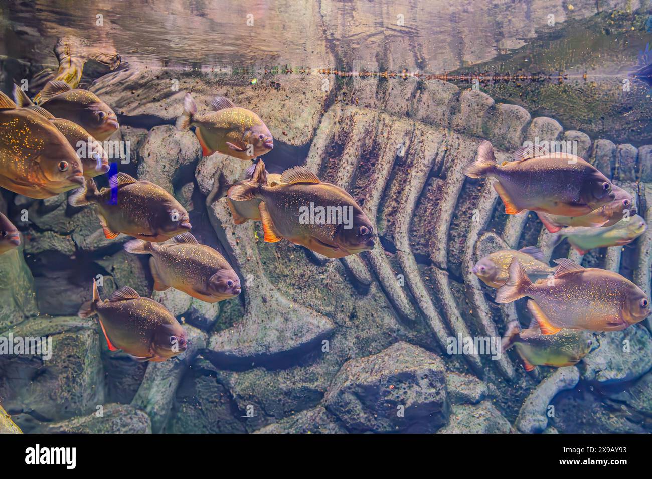 Red-bellied piranha. A swarm of piranha fish. Relatively dangerous ...