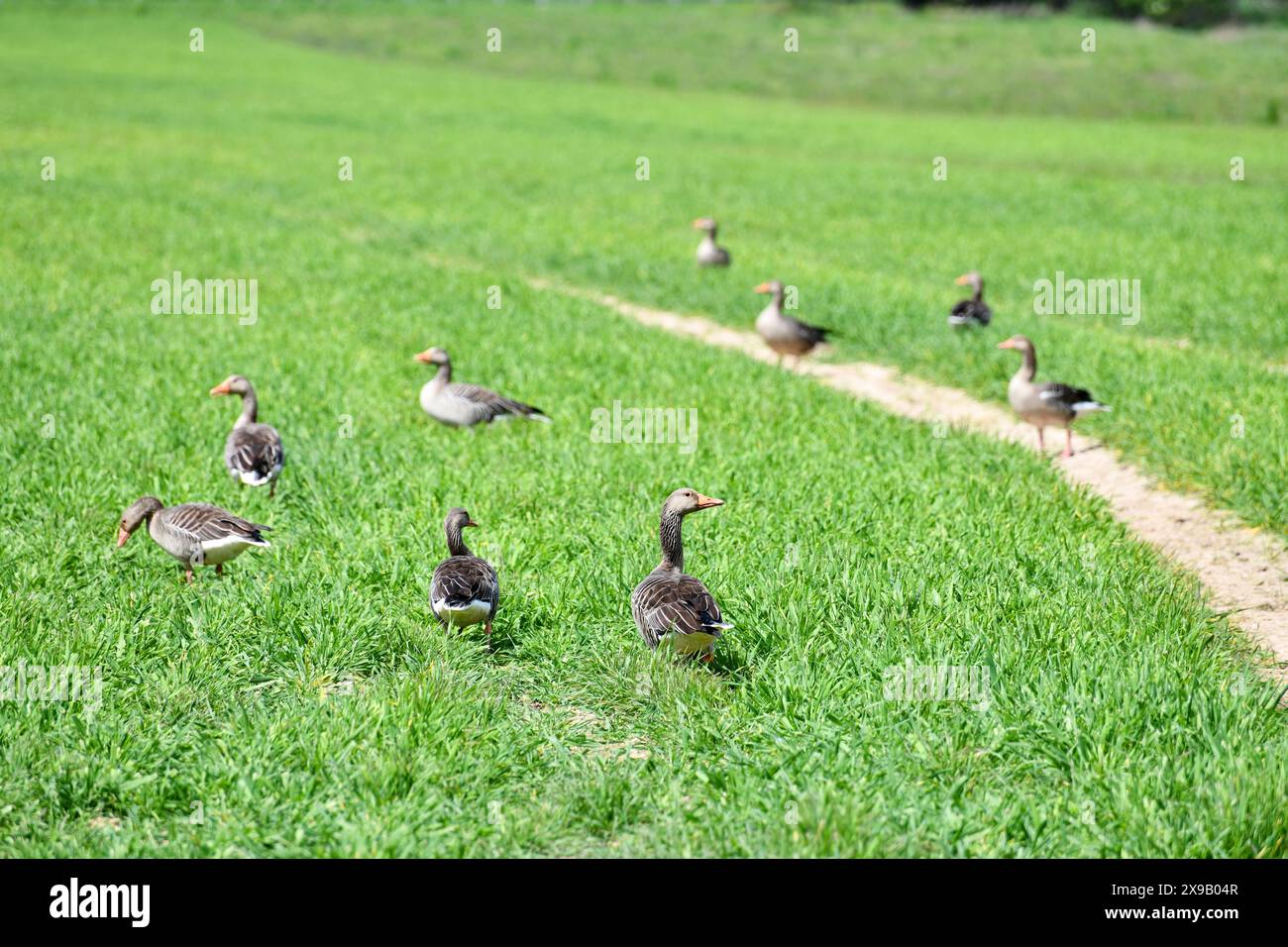 Gfeld geese birds hi-res stock photography and images - Alamy