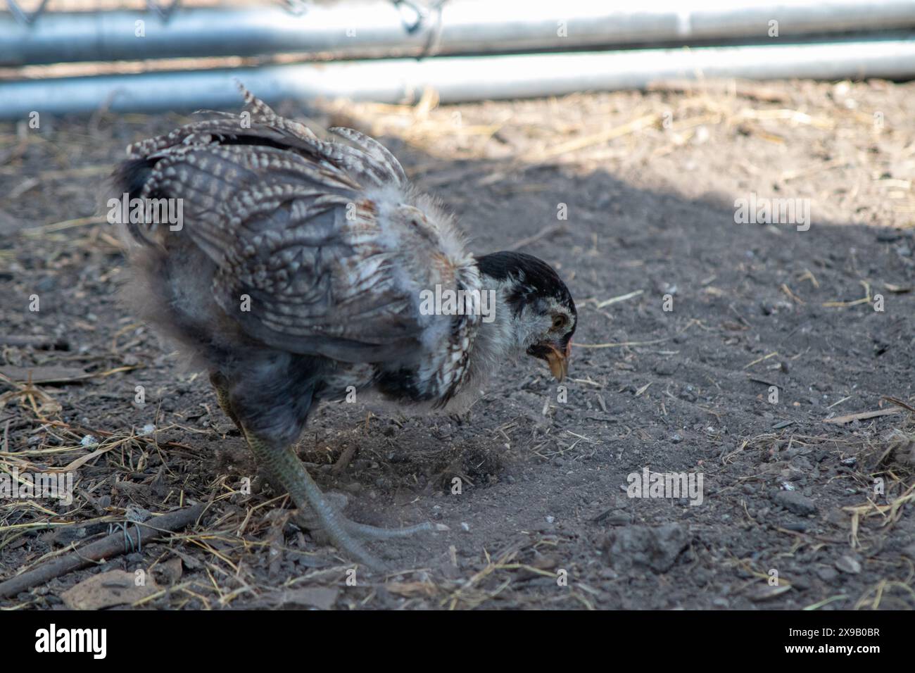 bantam chickens younger hens and roosters around the lawn . High ...