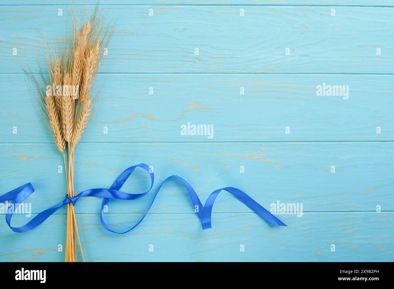 Shavuot jewish background. Ripe wheat crops bouquet with blue ribbon ...