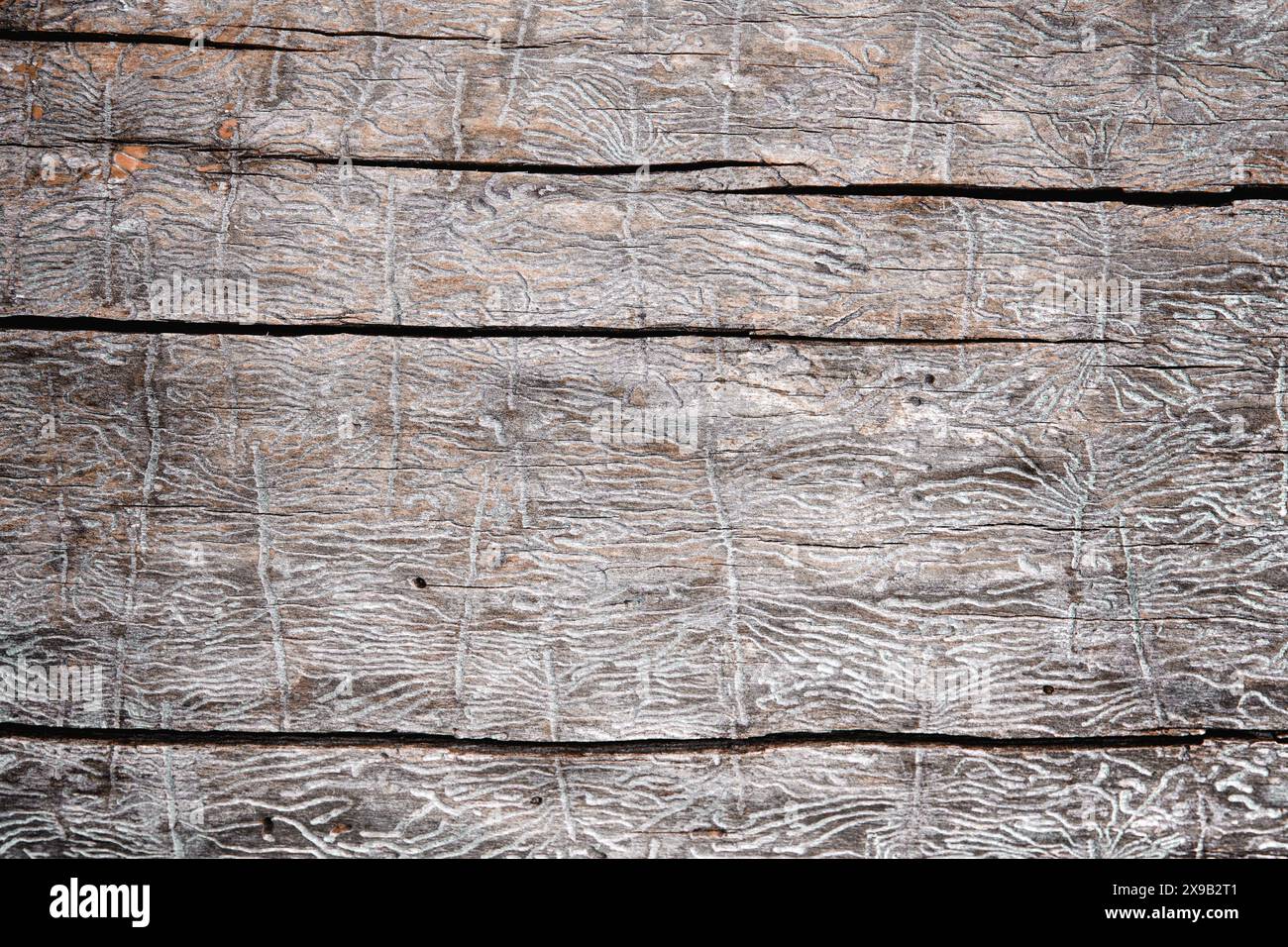 Texture of wood with bark beetle passages. Closeup of wood with beetle ...