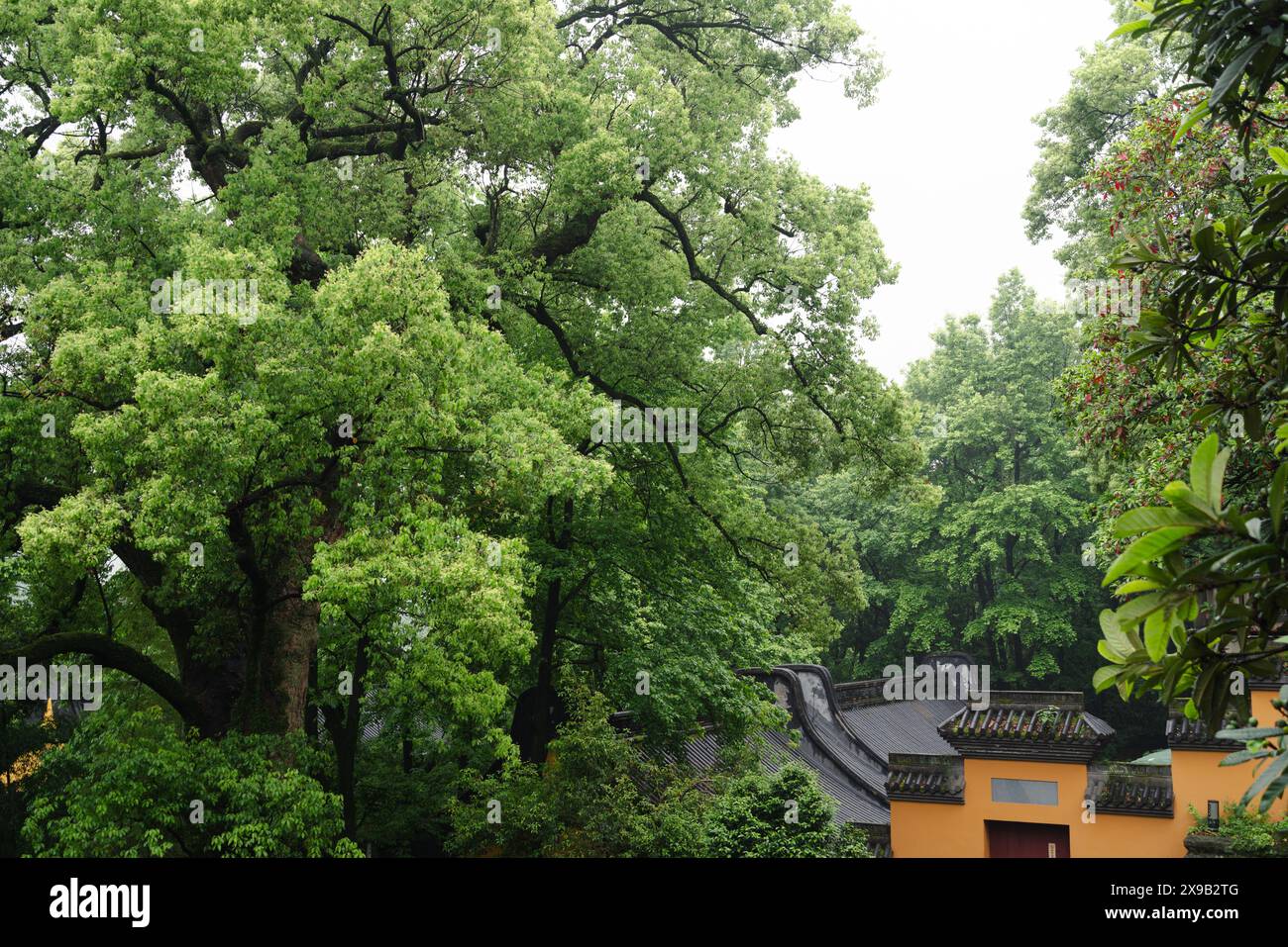 Lingyin Temple and green forest in Hangzhou, China Stock Photo - Alamy
