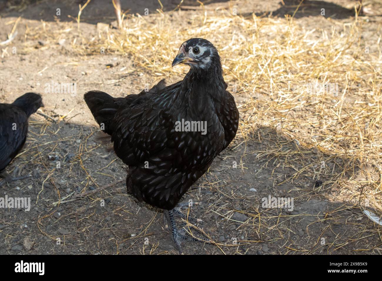 bantam chickens younger hens and roosters around the lawn . High ...