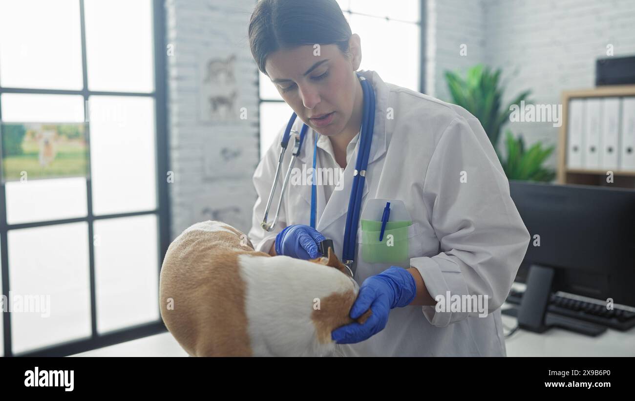 A young hispanic woman veterinary professional examining a chihuahua ...