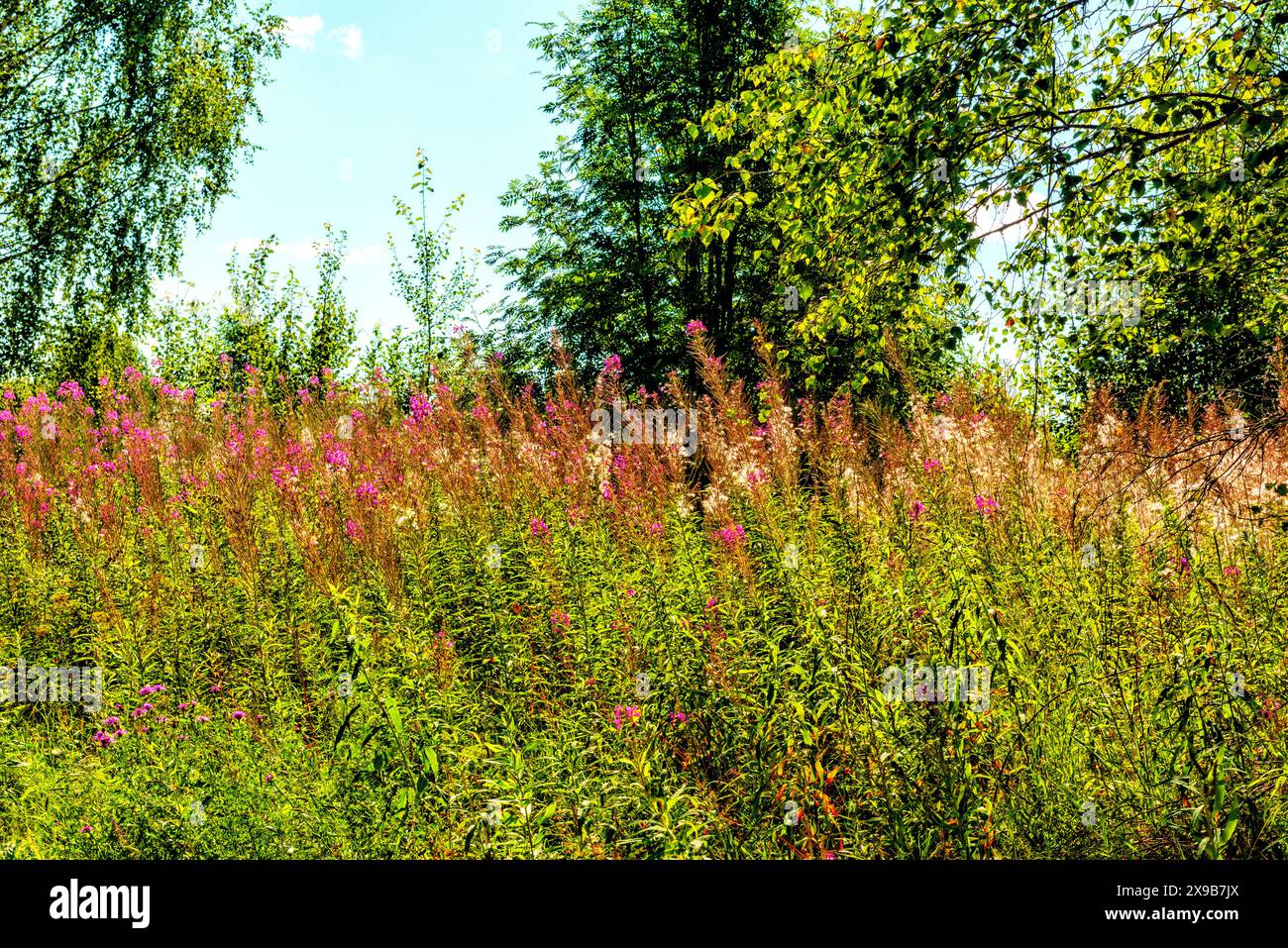 In the wild, the plant-harb, Cyprus's useful plant plantation Stock ...