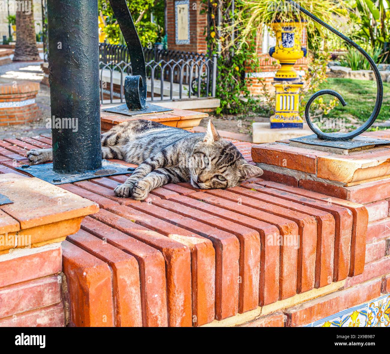 A stray cat rests on a brick wall in an Andalusian park atmosphere ...